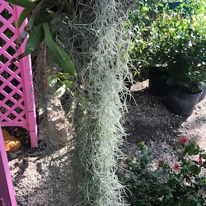 Fresh Florida Spanish Moss - Etsy