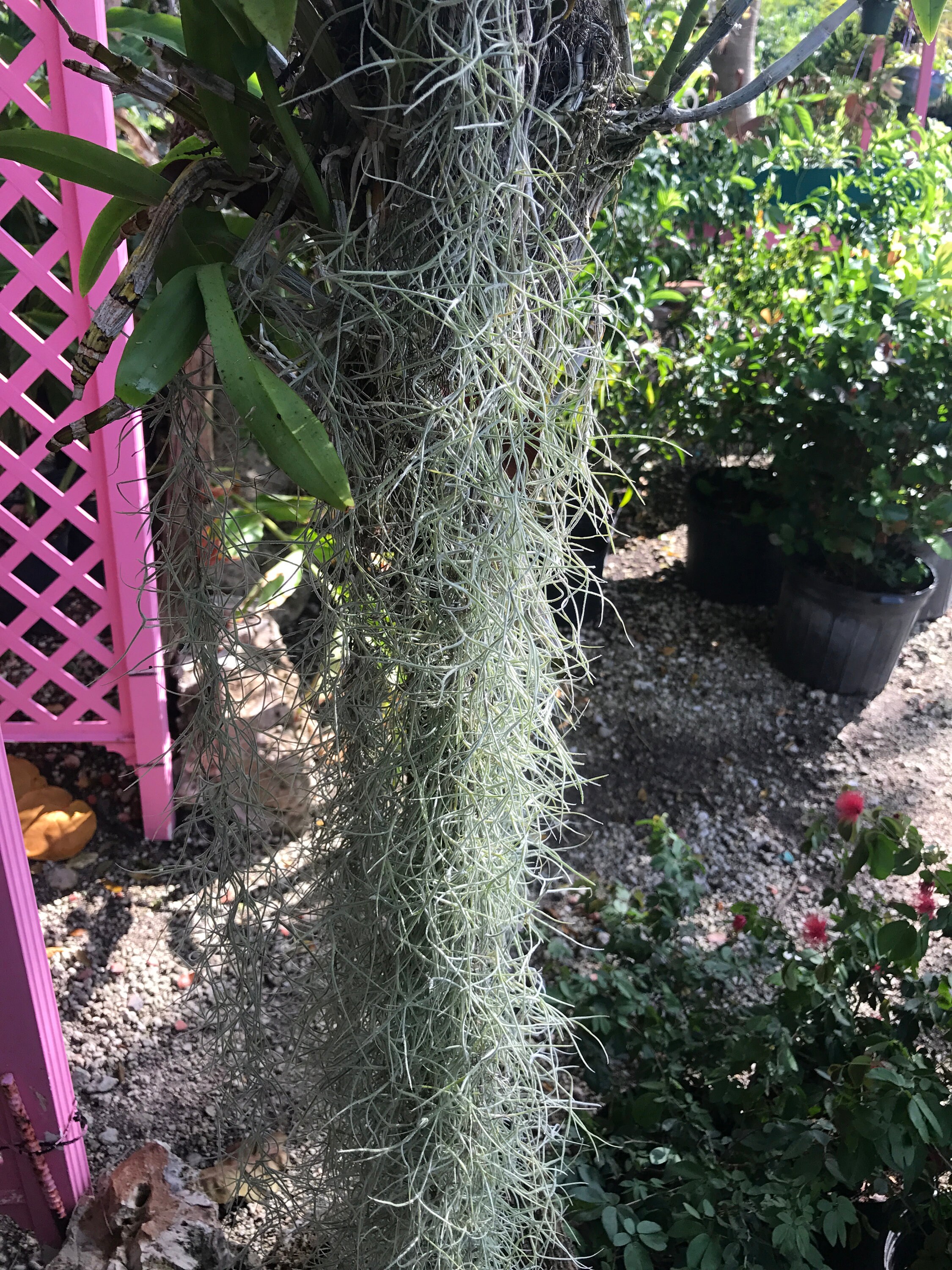 Fresh Florida Spanish Moss - Etsy
