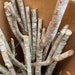 Choose From 5 Types of Florida Forest Sticks - Etsy