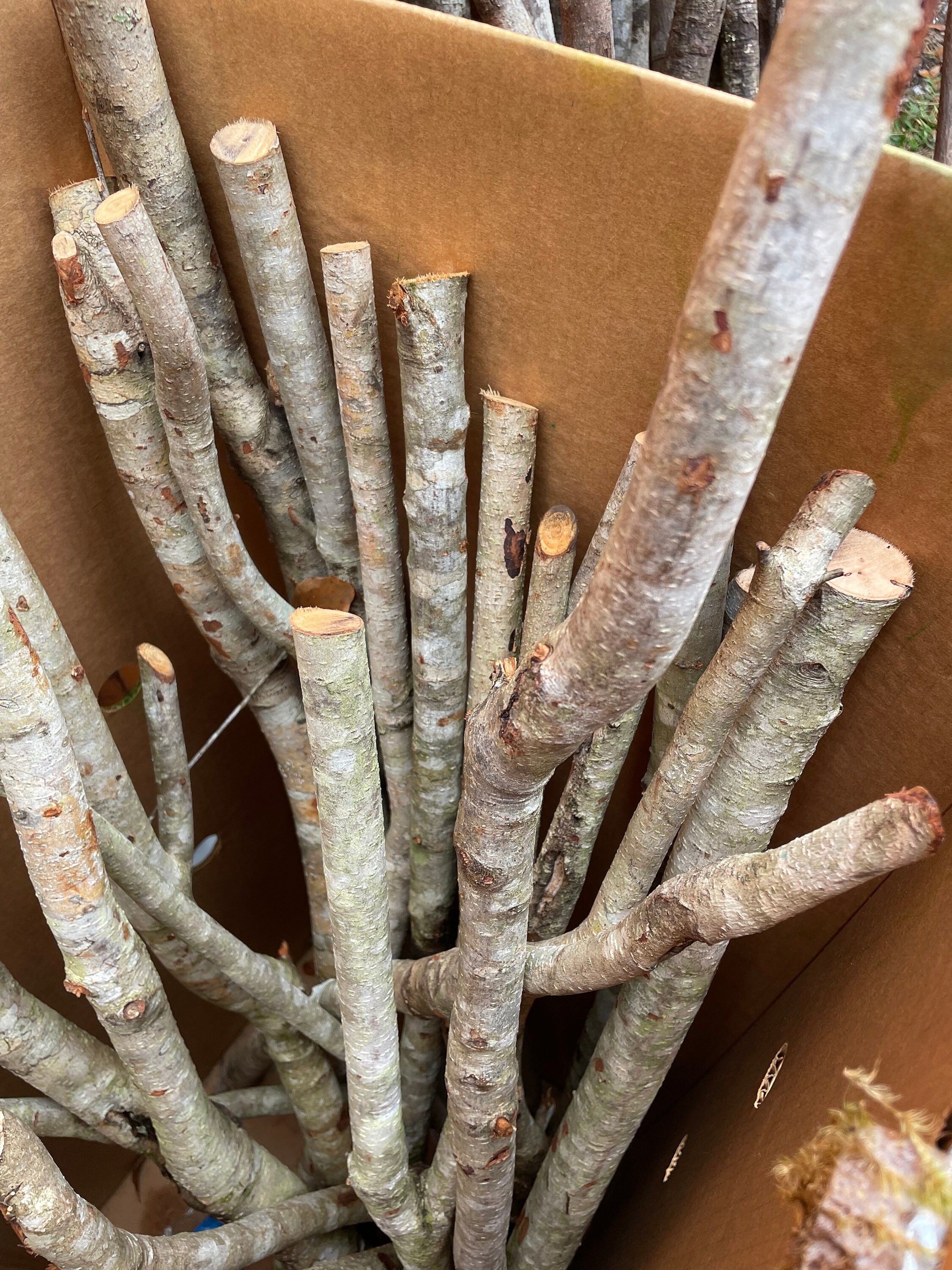 Choose From 5 Types of Florida Forest Sticks - Etsy