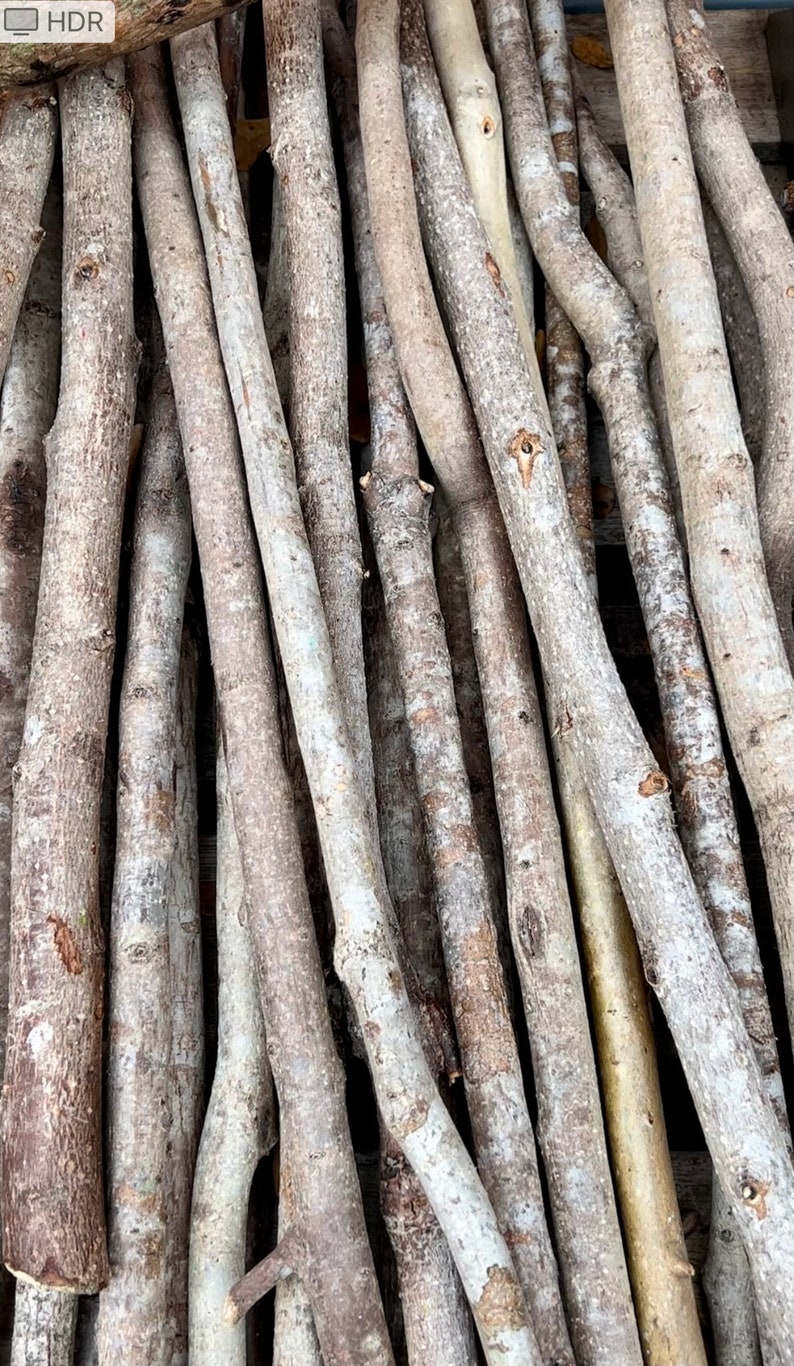 Choose From 5 Types of Florida Forest Sticks - Etsy