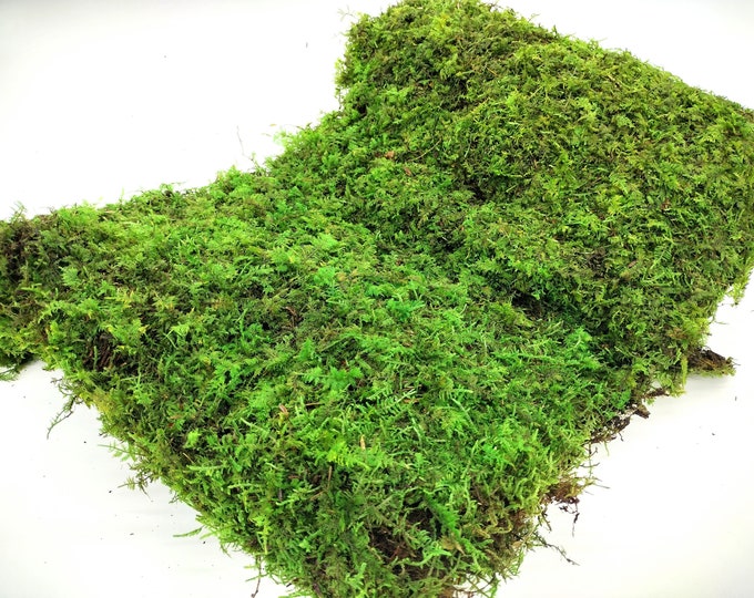 Preserved Sheet Moss Thuidium Woodland Fern Moss Sheet Moss Gallon Bag ...
