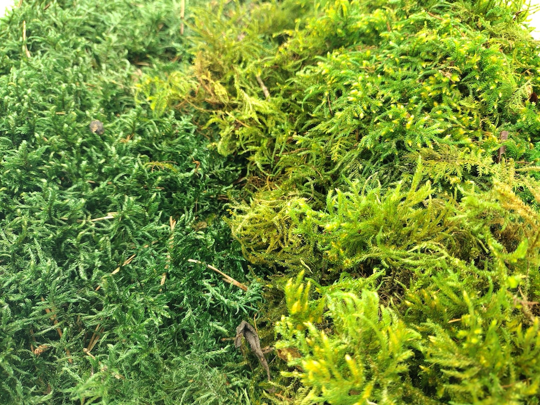 Preserved Shag Moss - Etsy