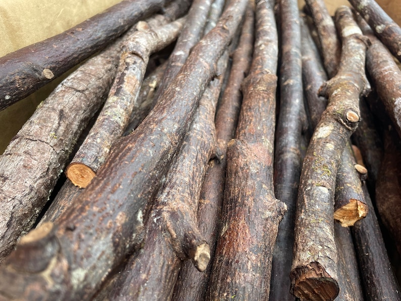 Choose From 5 Types of Florida Forest Sticks - Etsy