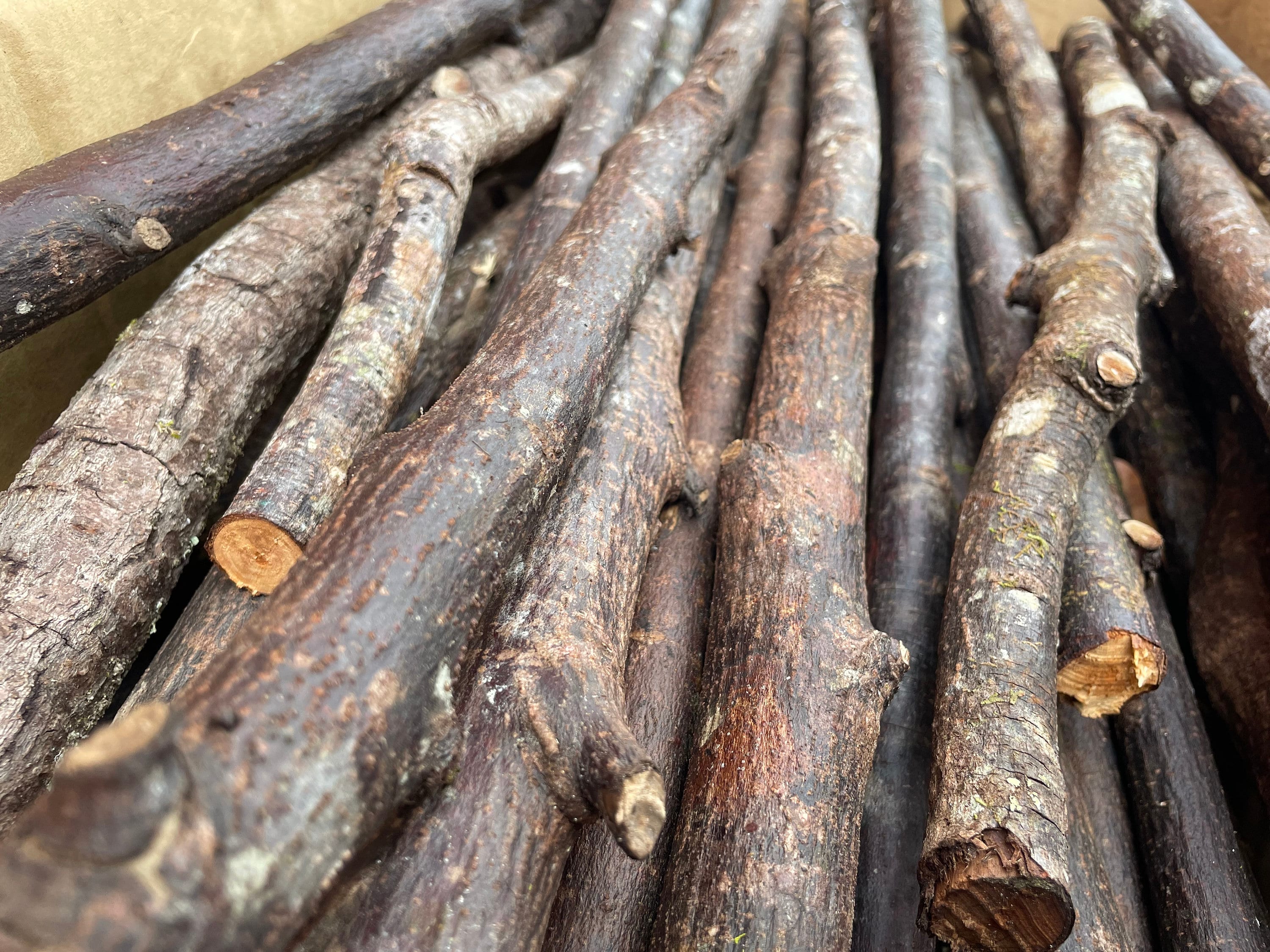 Choose From 5 Types of Florida Forest Sticks - Etsy