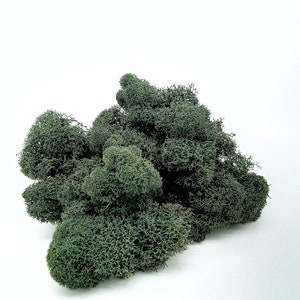 Preserved Deerfoot Moss - Etsy