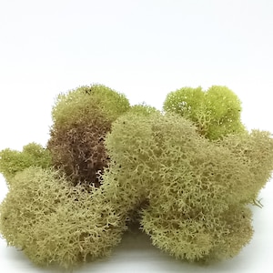 Preserved Deerfoot Moss - Etsy