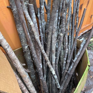 Choose From 5 Types of Florida Forest Sticks - Etsy