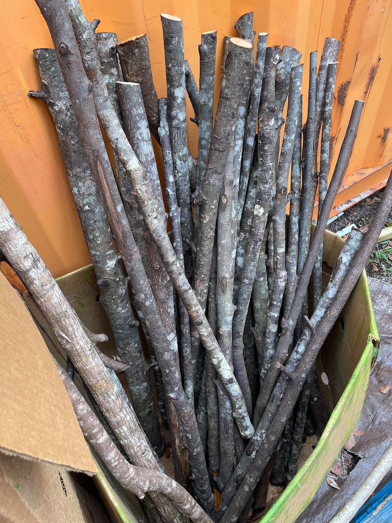 Choose From 5 Types of Florida Forest Sticks - Etsy