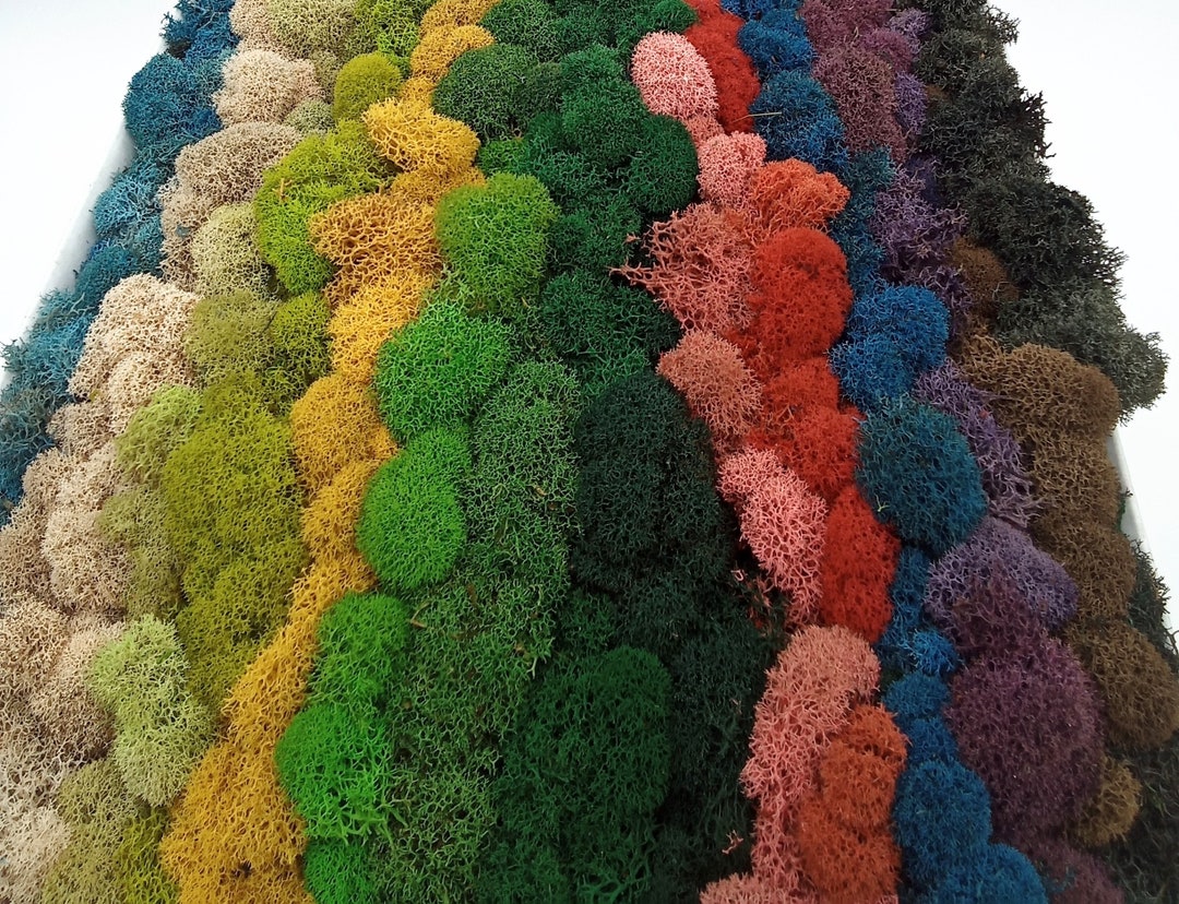 Preserved Deerfoot Moss - Etsy