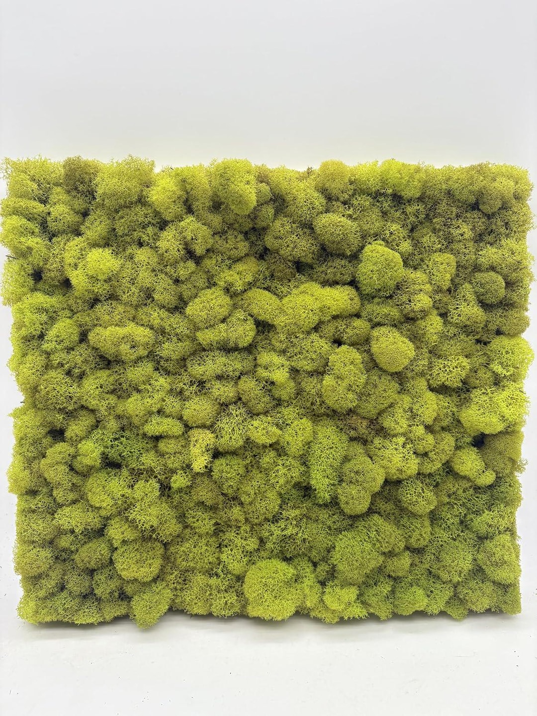 Preserved Reindeer Moss Wall Panel; Living Art Tile, Terrarium ...