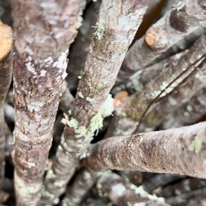 Choose From 5 Types of Florida Forest Sticks - Etsy