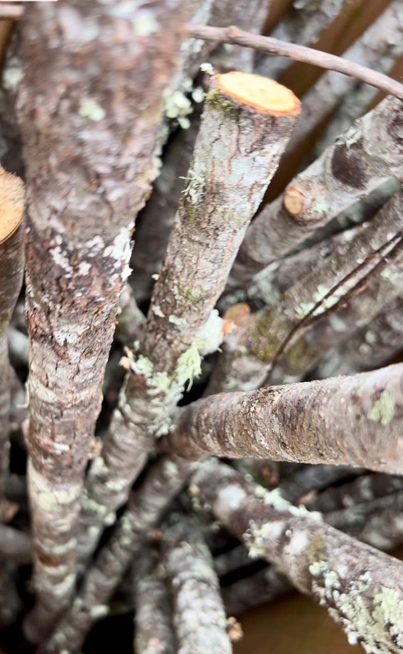 Choose From 5 Types of Florida Forest Sticks - Etsy