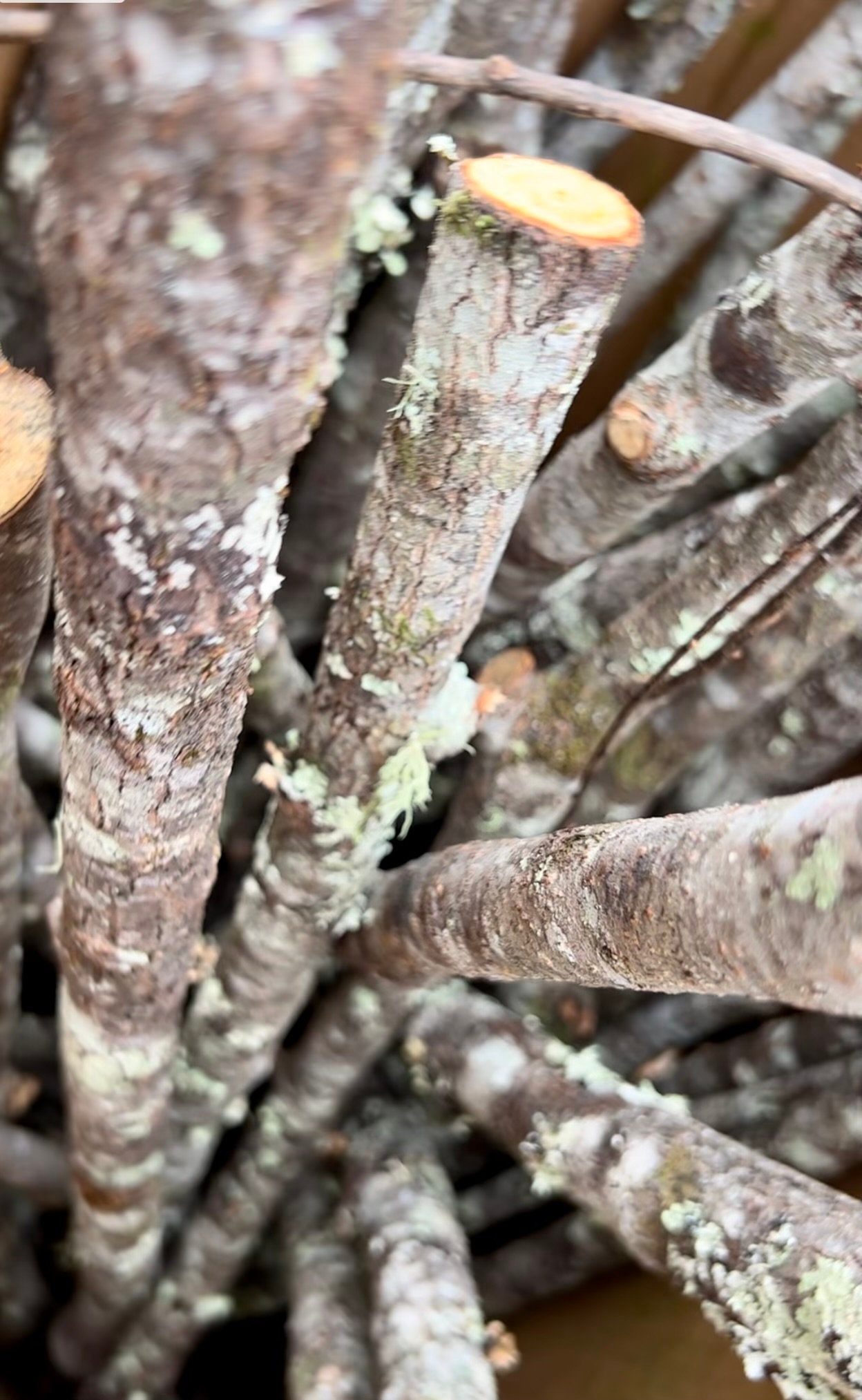 Choose From 5 Types of Florida Forest Sticks - Etsy
