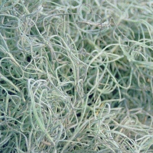 Fresh Florida Spanish Moss - Etsy