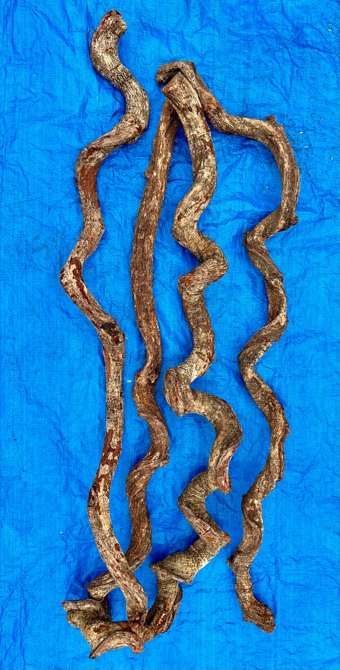 TWISTED JUNGLE WOOD - Etsy