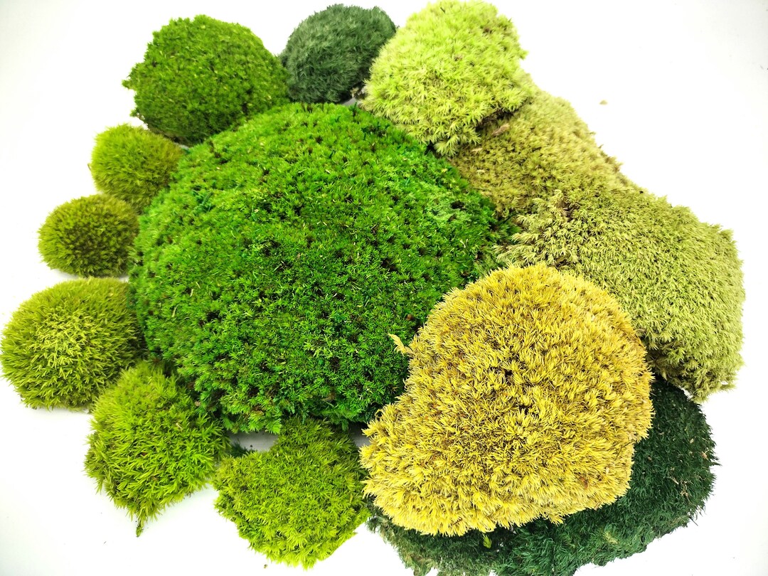 Preserved Pincushion Moss - Etsy