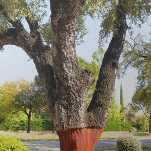 Cork Oak Bark Slab: Natural Tree Trunk Decor (24x12x0.5 Inch) Reptile ...
