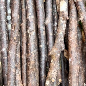 Choose From 5 Types of Florida Forest Sticks - Etsy