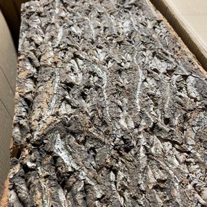 Cork Oak Bark Slab: Natural Tree Trunk Decor (24x12x0.5 Inch) Reptile ...