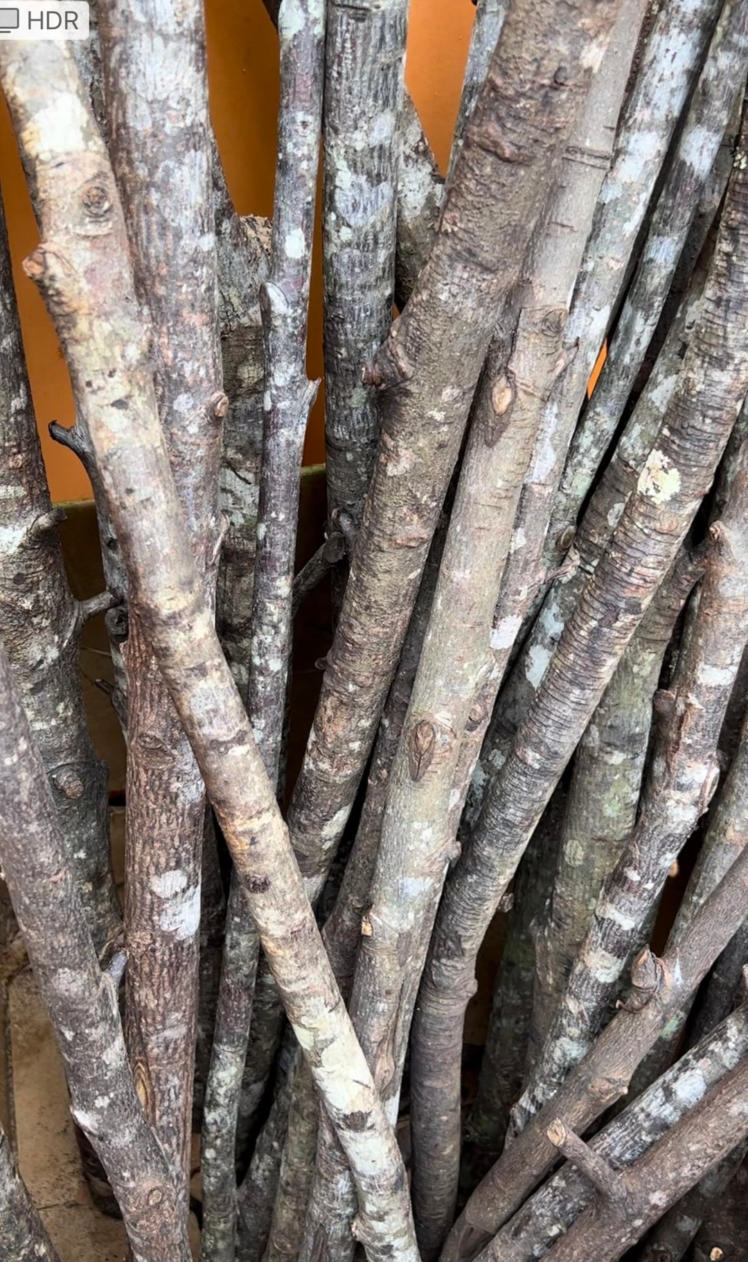 Choose From 5 Types of Florida Forest Sticks - Etsy