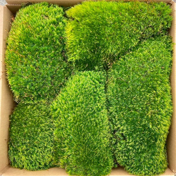 Preserved Moss - Buy Online - Etsy