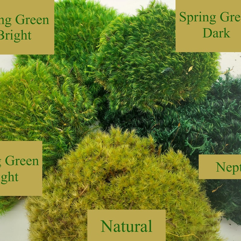 Mood Moss Preserved - Etsy