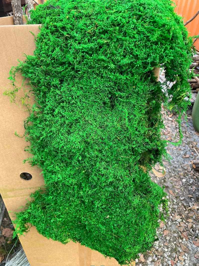 Preserved Sheet Moss - Etsy