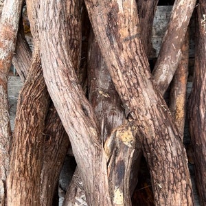 Choose From 5 Types of Florida Forest Sticks - Etsy