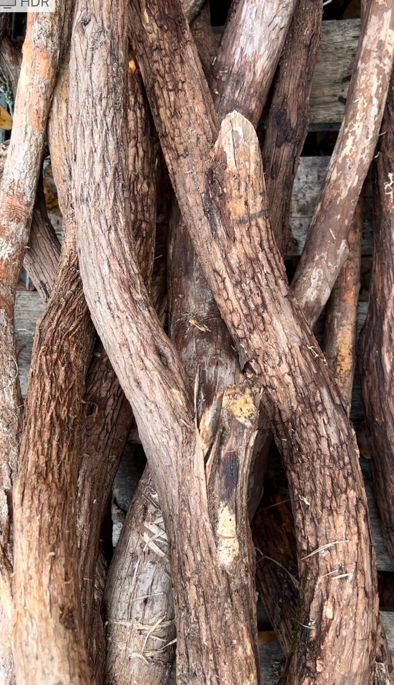 Choose From 5 Types of Florida Forest Sticks - Etsy