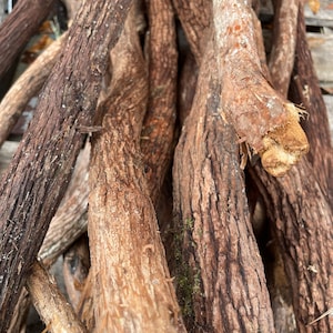 Choose From 5 Types of Florida Forest Sticks - Etsy