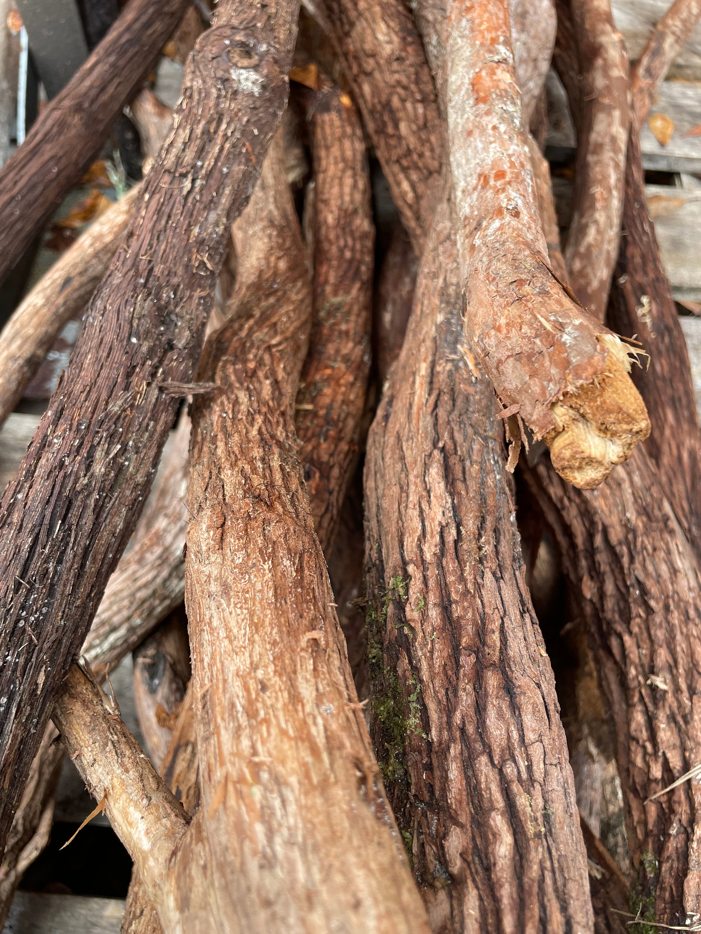 Choose From 5 Types of Florida Forest Sticks - Etsy