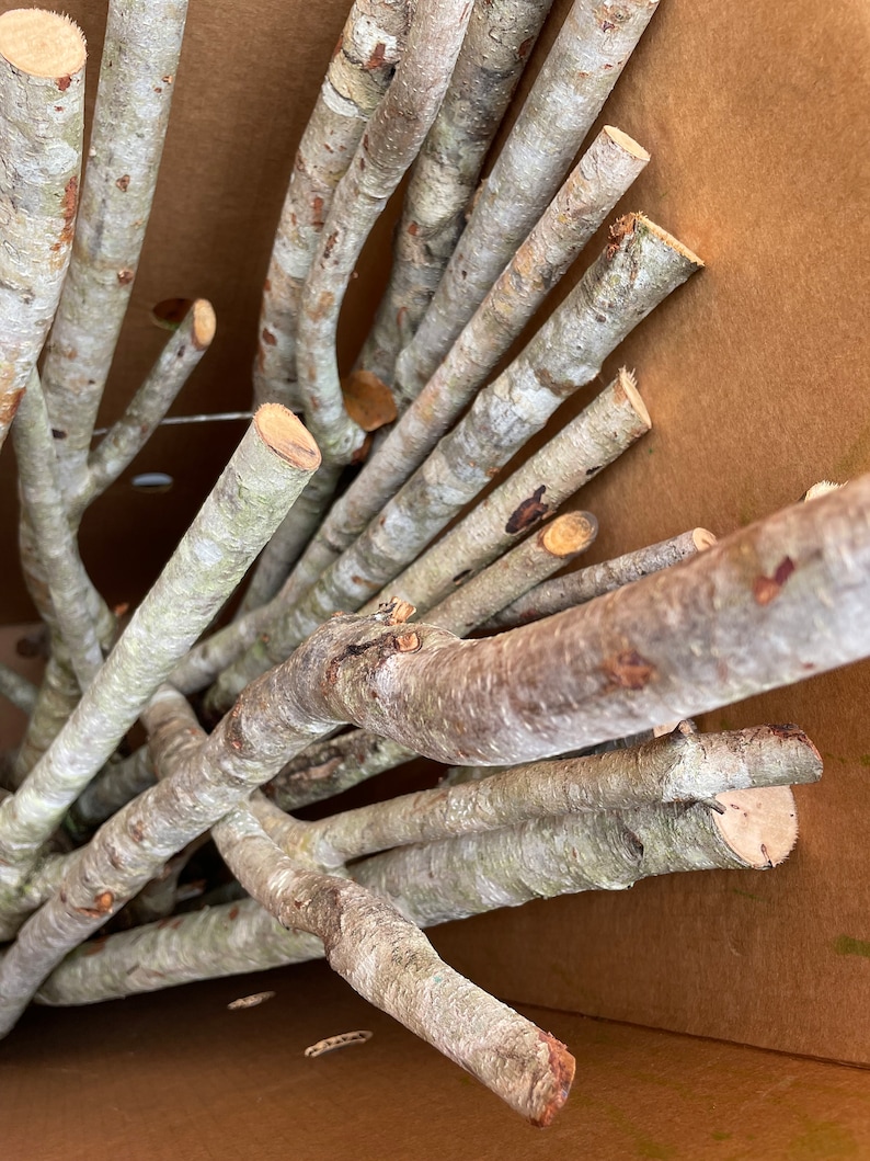 Choose From 5 Types of Florida Forest Sticks - Etsy