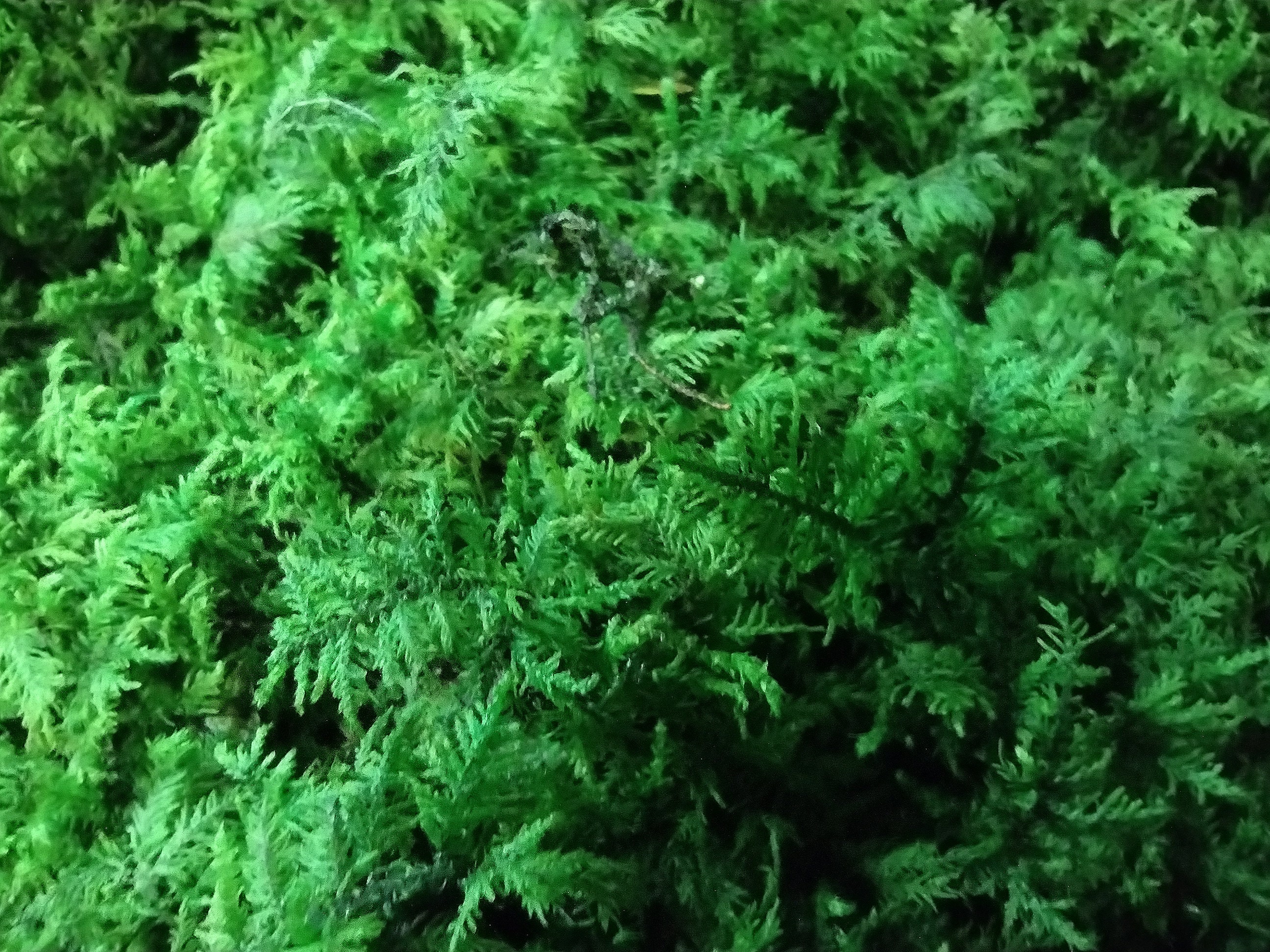 Supreme Feather Moss Sheet - Etsy