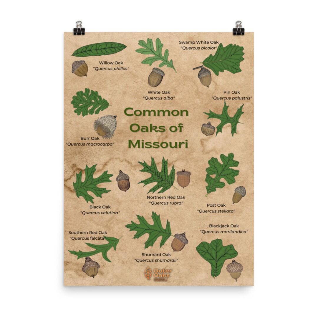 Common Oaks of Missouri - Etsy