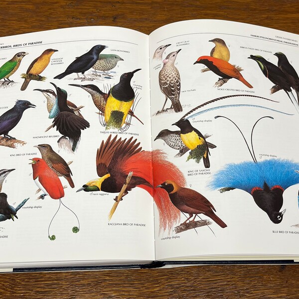 Vintage Bird Book - Etsy