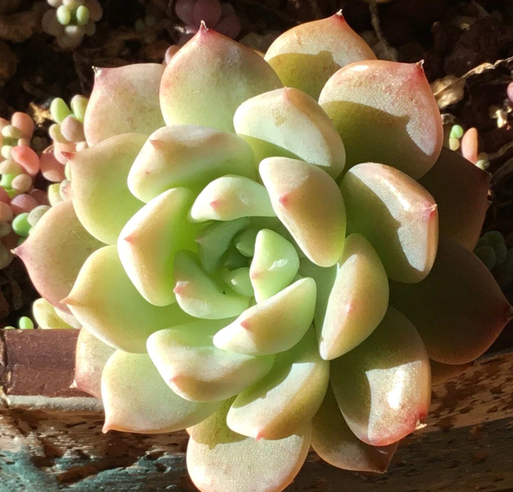 Echeveria Prolifica. True to Its Name This Variety is - Etsy