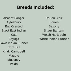 Duck SVG | Farmhouse Svg | Hand Drawn Duck | Duck Breeds | Duck Clipart ...