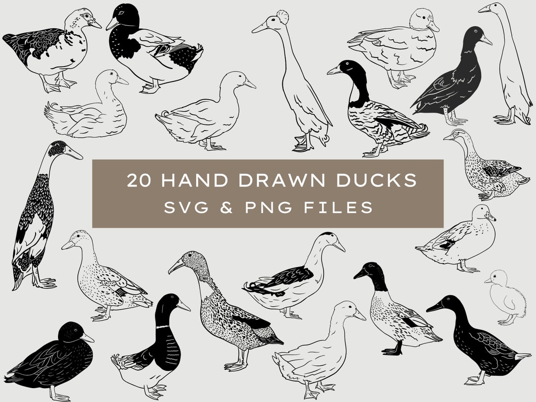 Duck SVG | Farmhouse Svg | Hand Drawn Duck | Duck Breeds | Duck Clipart ...