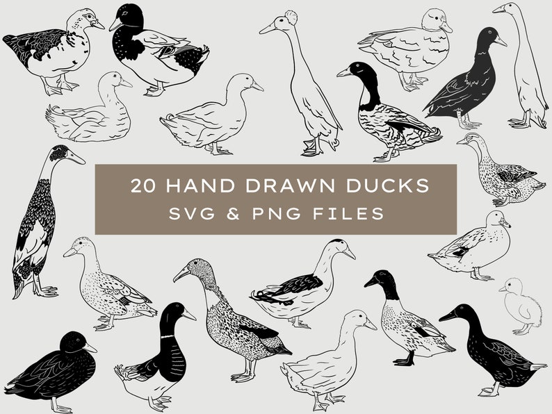 Duck SVG | Farmhouse Svg | Hand Drawn Duck | Duck Breeds | Duck Clipart ...