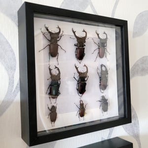 Lucanus Cervus, Bug Decor, Insect Art, Entomology Art, Unique Gifts for ...