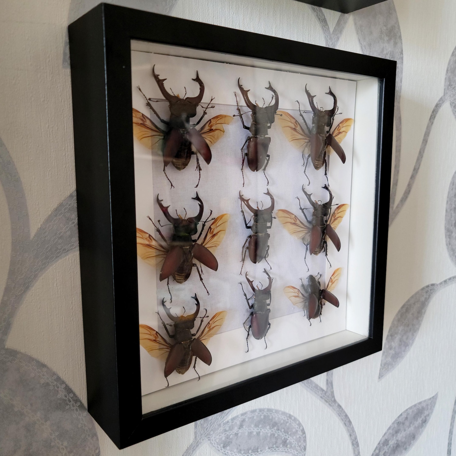 Lucanus Cervus, Bug Decor, Insect Art, Entomology Art, Unique Gifts for ...