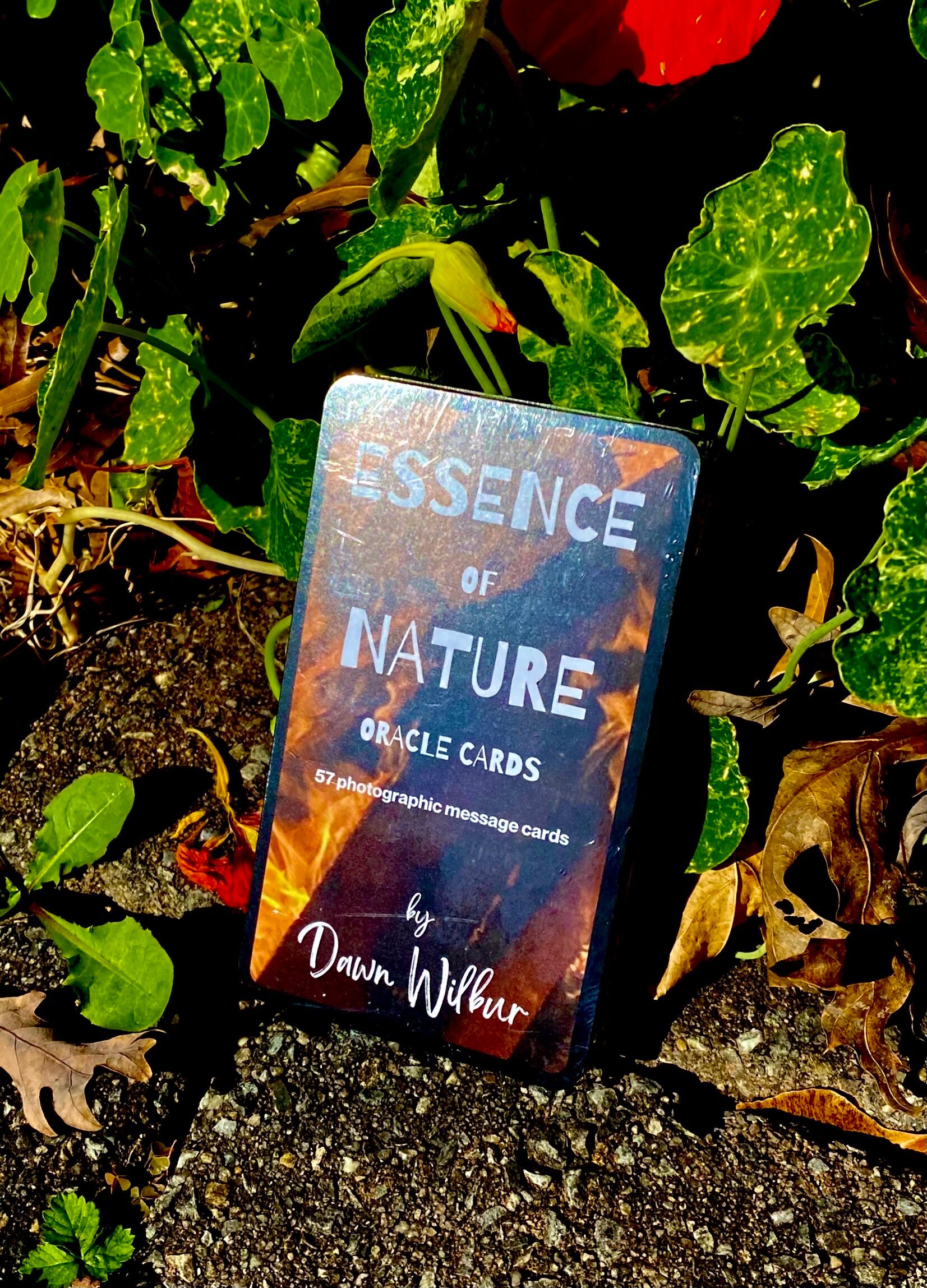 Essence of Nature Oracle Cards, a 57-card Oracle Photographic Deck ...