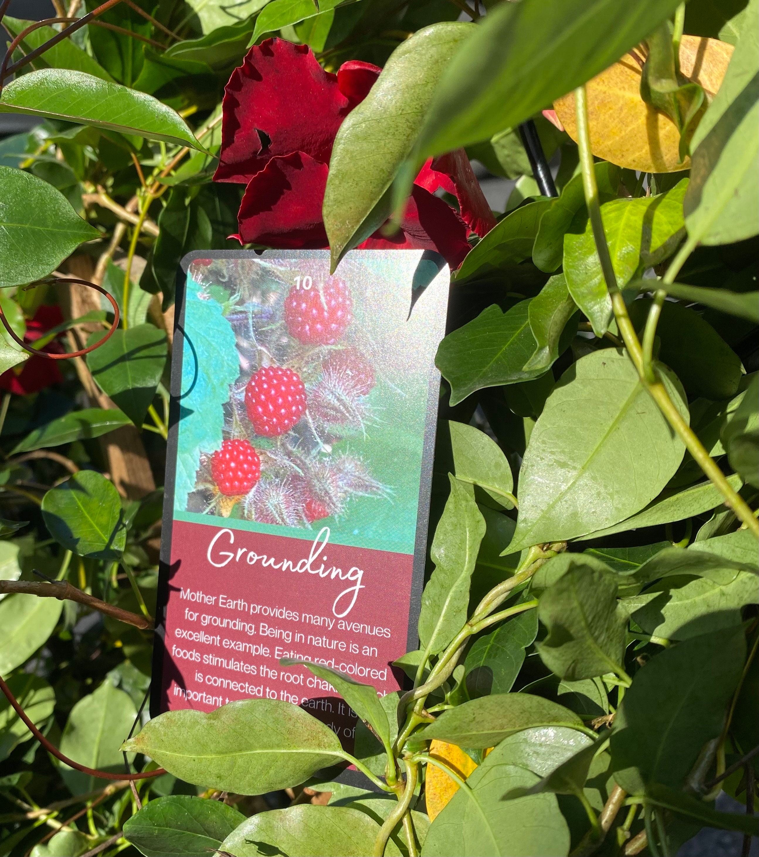 Essence of Nature Oracle Cards, a 57-card Oracle Photographic Deck ...