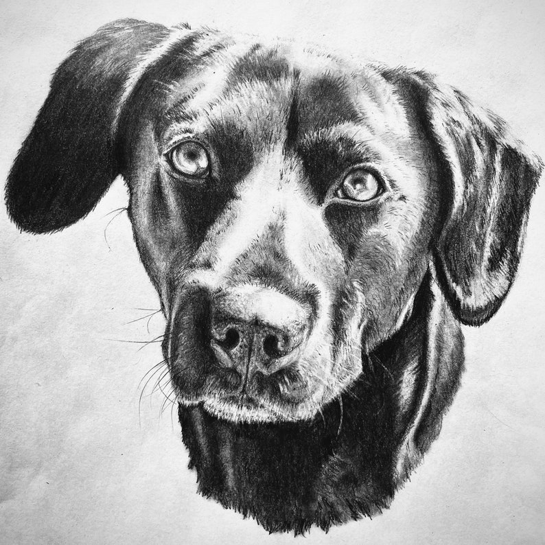 Custom Hand-drawn Pet Portrait - Etsy