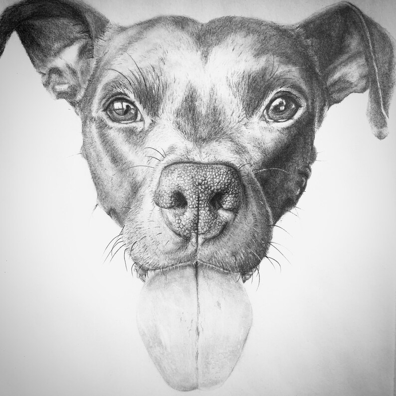 Custom Hand-drawn Pet Portrait - Etsy
