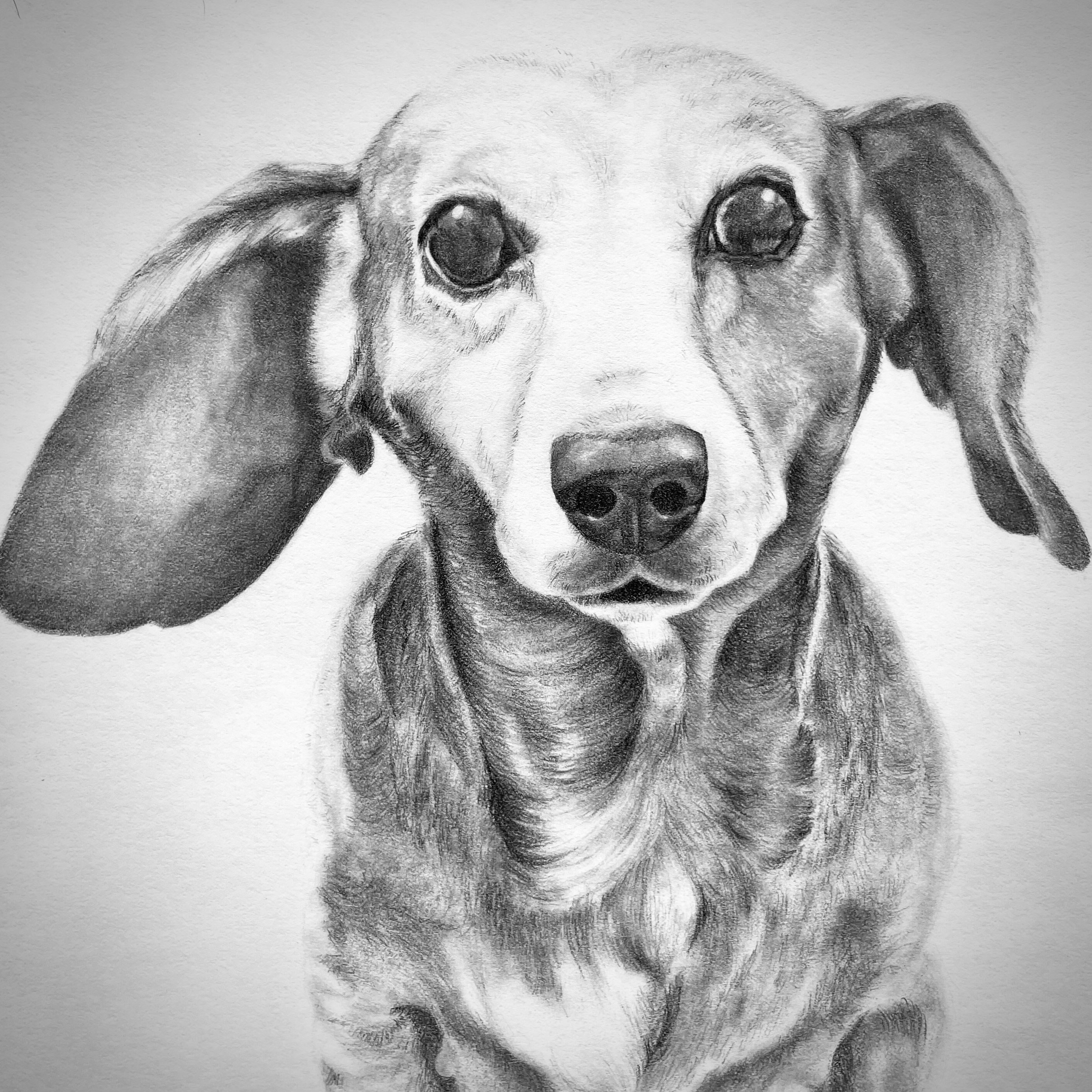Custom Hand-drawn Pet Portrait - Etsy