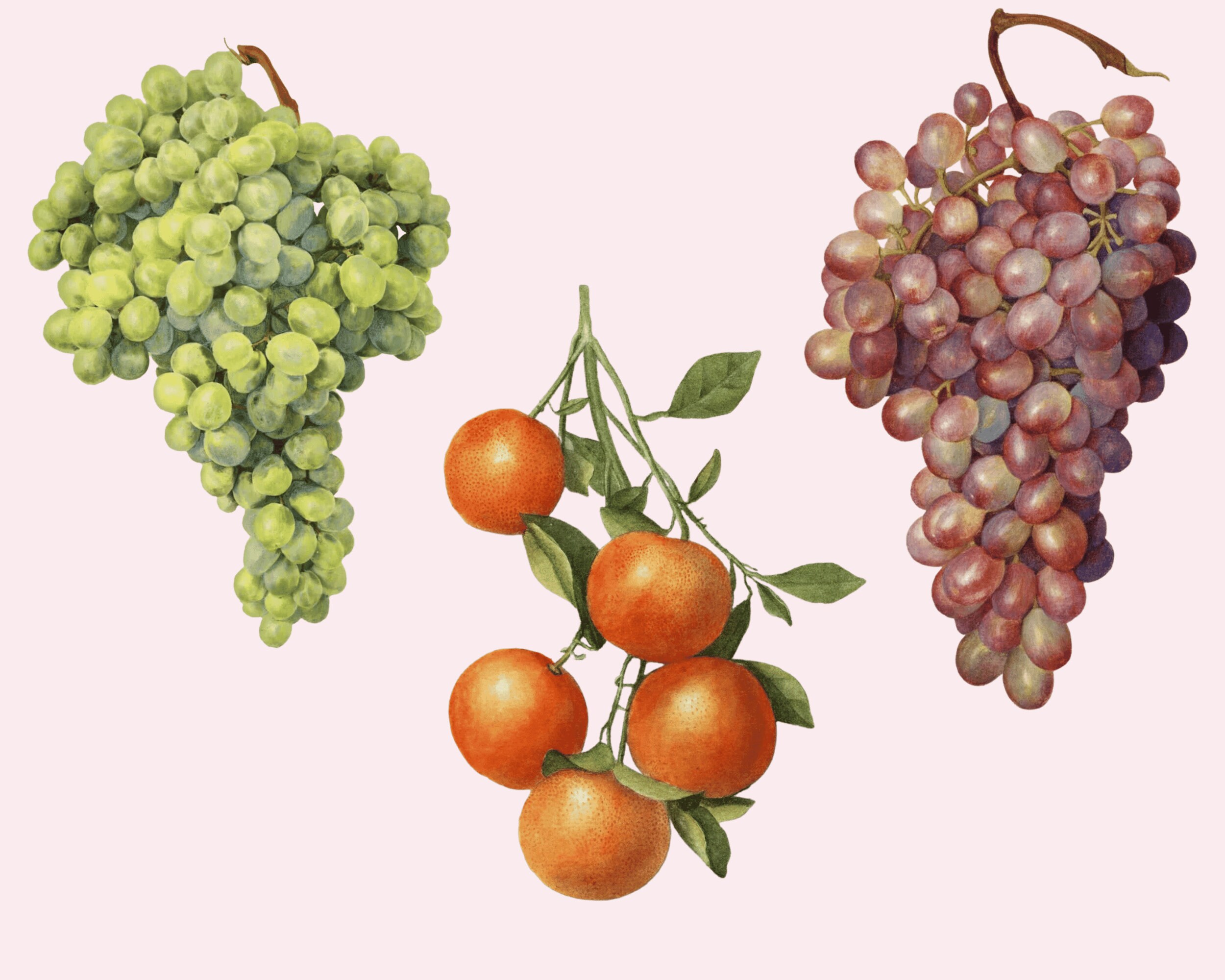 Fruit Clipart Bundle Vintage Illustrations Commercial Personal - Etsy