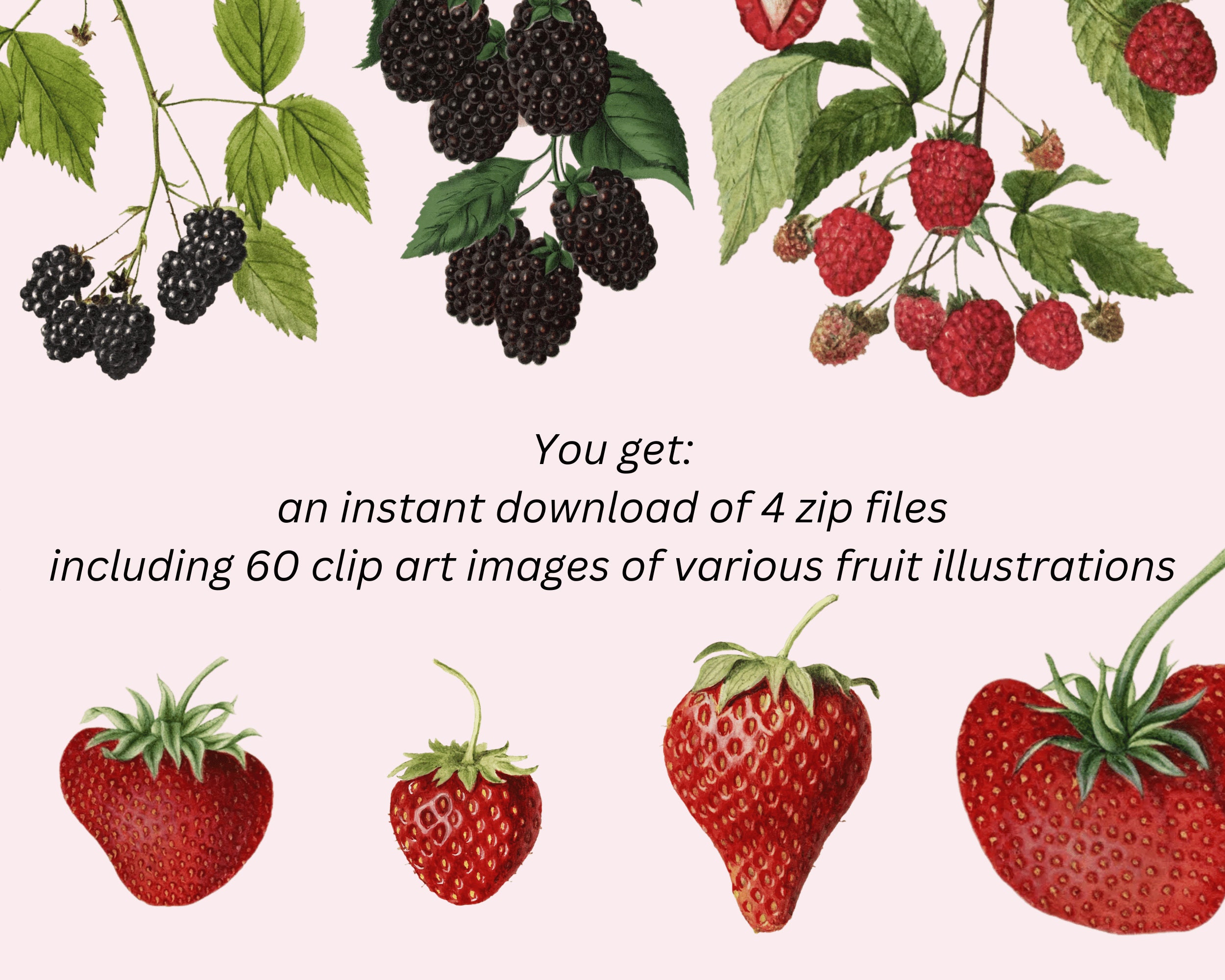 Fruit Clipart Bundle Vintage Illustrations Commercial Personal - Etsy