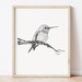 Original Hummingbird Ink Sketch - Hummingbird at Rest Art Print ...